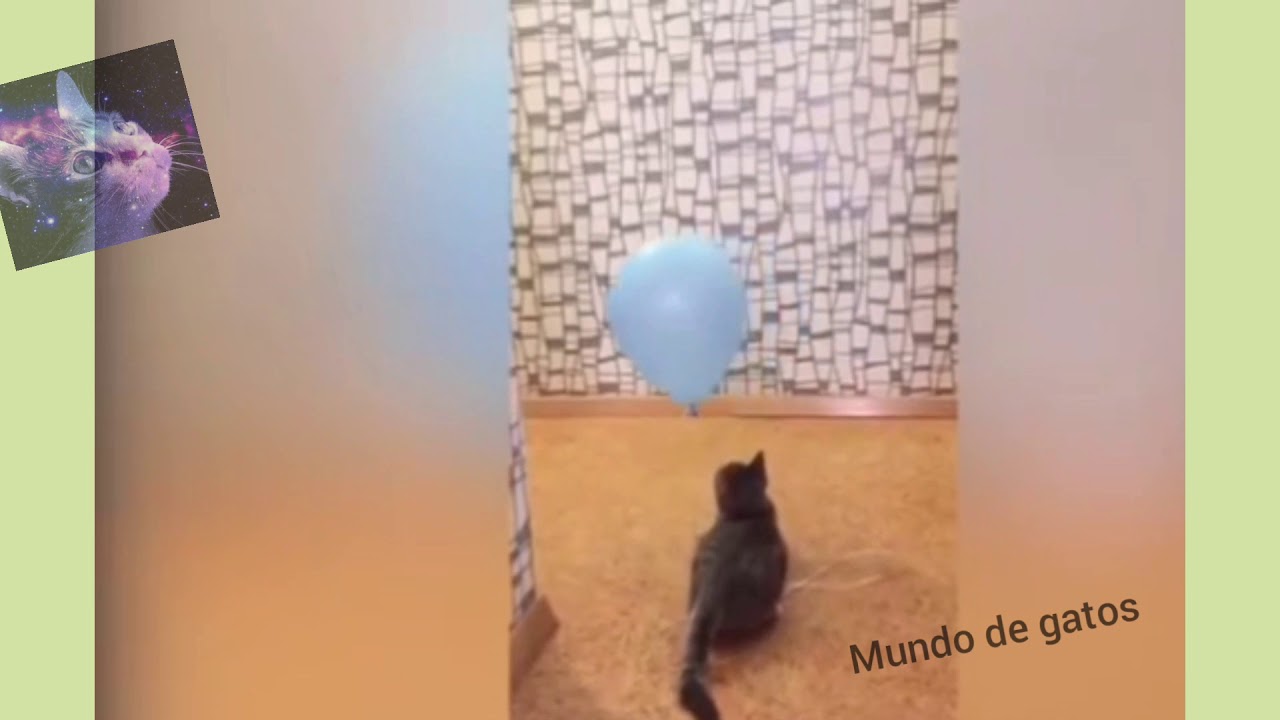 Gatos con globos/mundo de gatos - YouTube