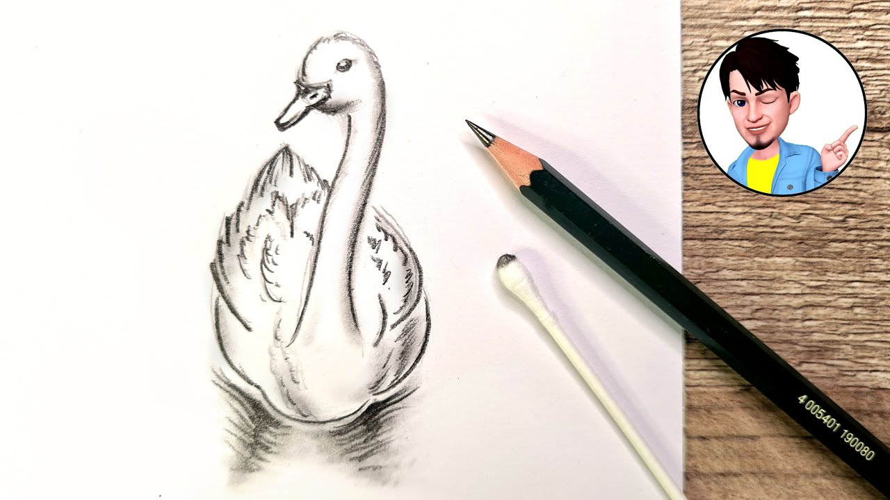 Beautiful Sketch - Draw a Swan (Pencil Drawing Tutorial) #swandrawing ...