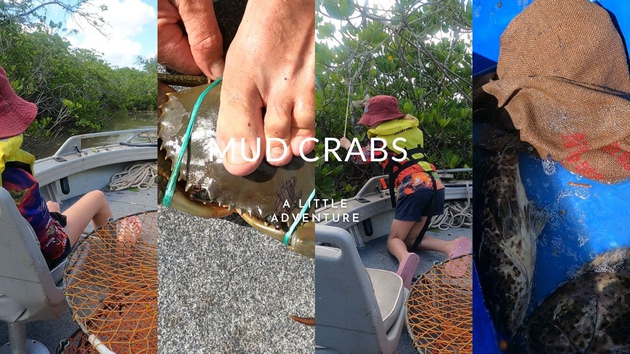 Catching Mud Crabs - Part 1 - YouTube