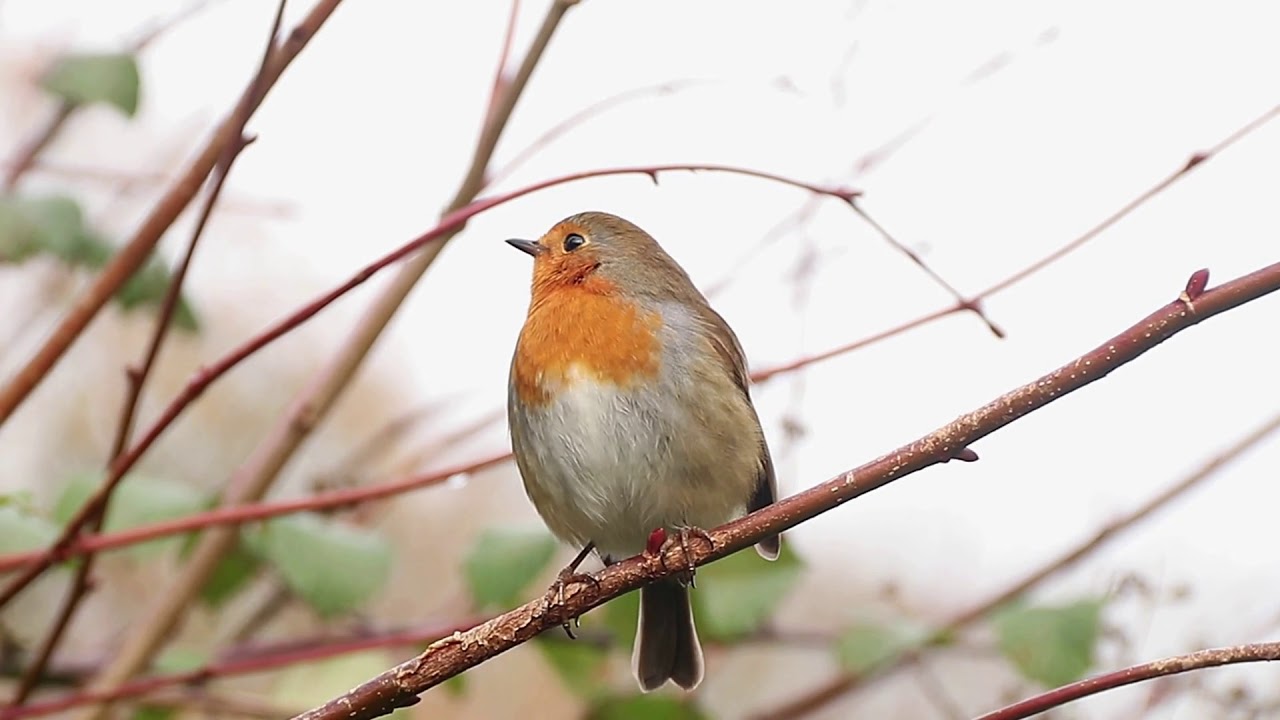 Nervous robin on the branch - YouTube