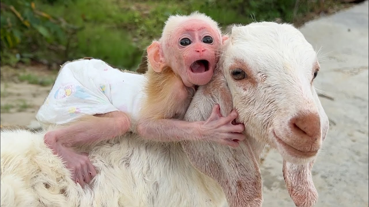 Bon Bon baby monkey loves to ride goats and refuses to get off - YouTube