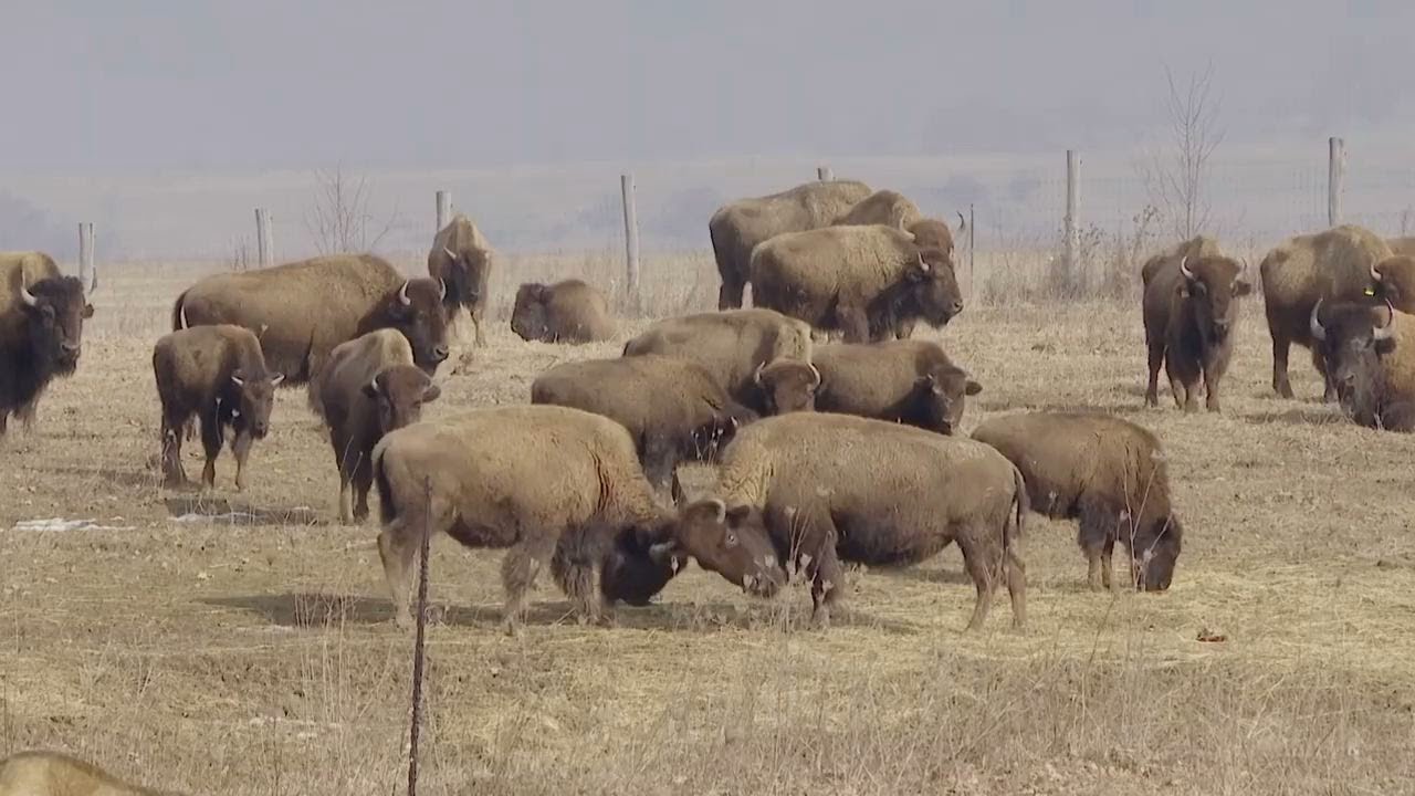 Vizităm o ferma de bizoni americani din Covasna, la Exclusiv în România ...