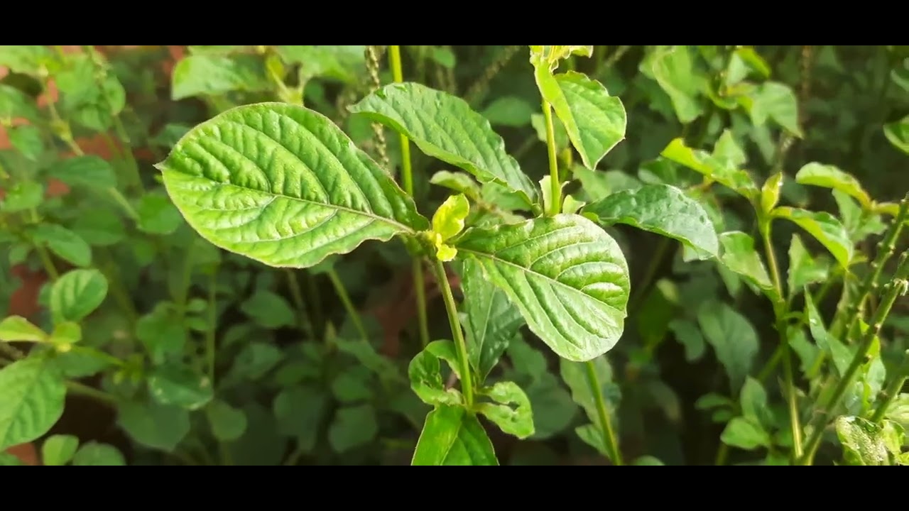 balu nakuta,(local name ) karal haba, - YouTube