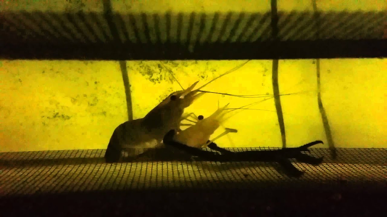 Rare video of Freshwater Prawns breeding - YouTube