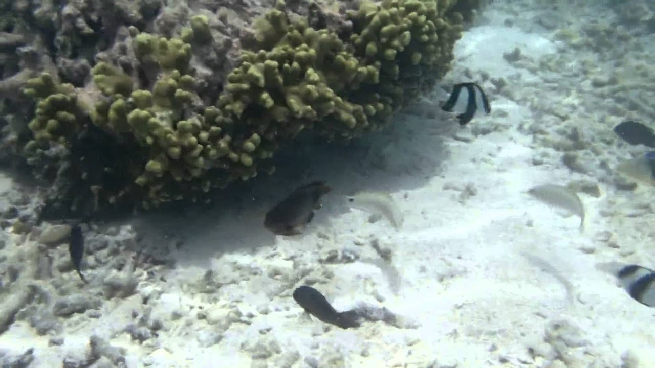 PIC snorkeling off the coast of Guam - full of beautiful fish - YouTube
