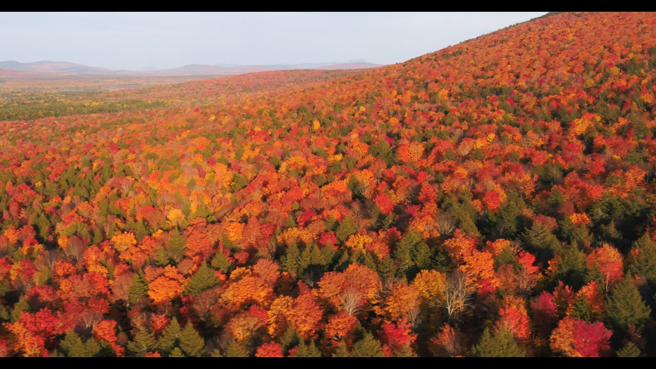 🍁 Final Fall Foliage 🍁 Flight 🚁 at Peak Color 😍 on the North Side of ...