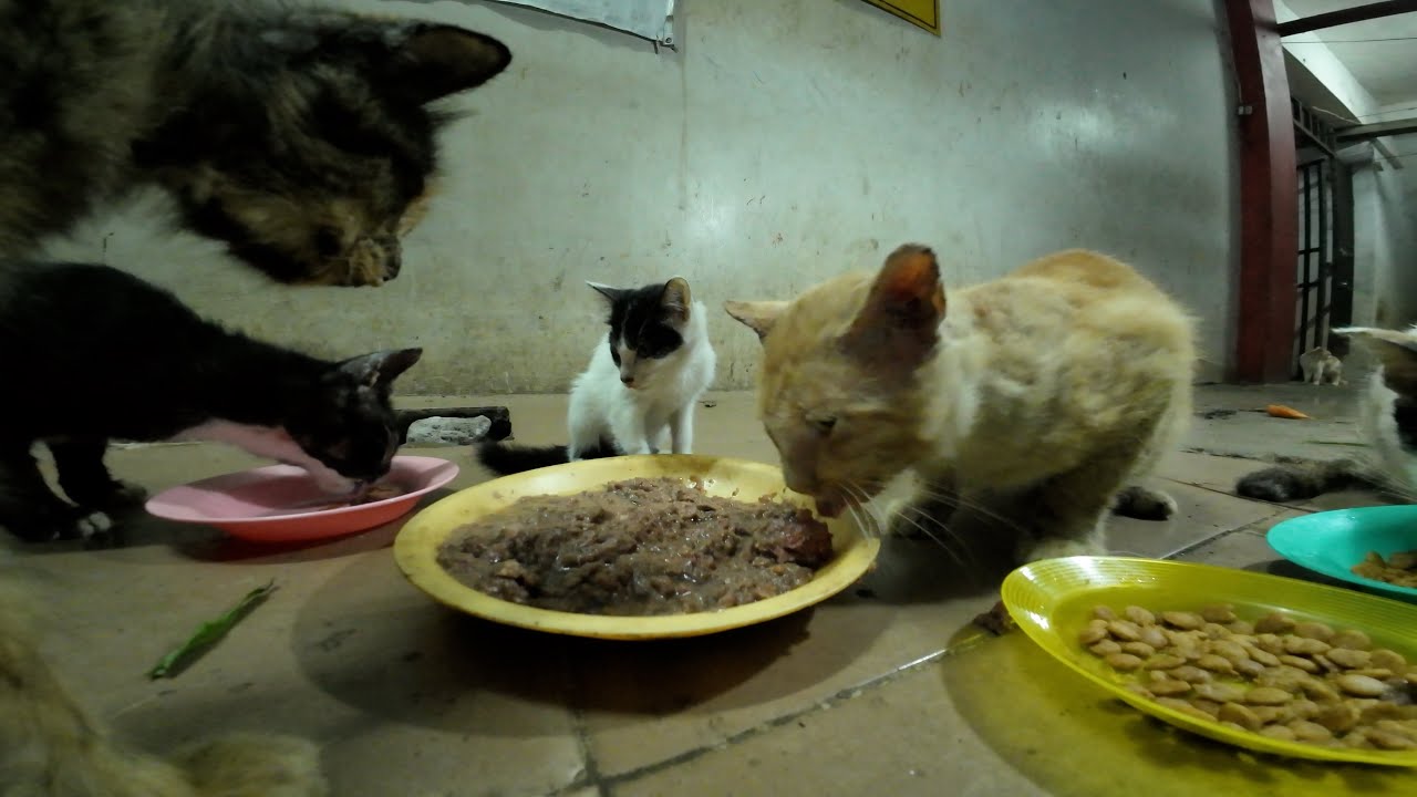 Happy stray cats feeding 24 - YouTube