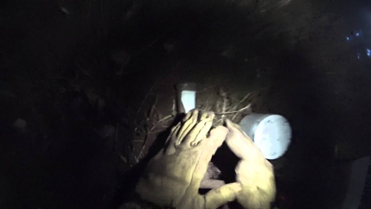 Grey fox trapping and re-set - YouTube
