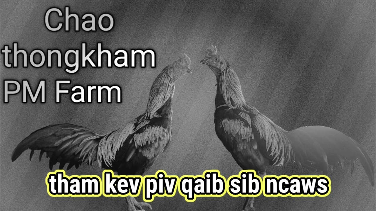 tham kev piv qaib sib ncaws 2 - YouTube