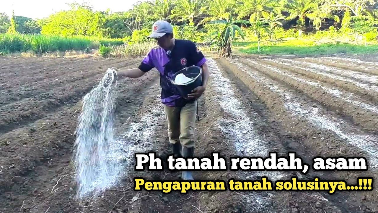 Pengapuran tanah ph rendah, tanah asam @IrwanSampe - YouTube