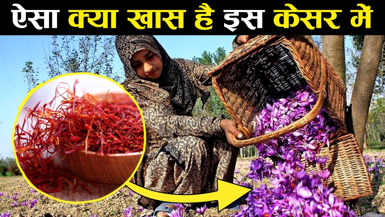 Kashmir का Kesar सोने से भी महंगा क्यों होता है | Why Kashmiri Kesar Is ...