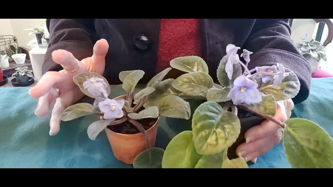 Potentially Groundbreaking NEW TREATMENT for African Violet POWDERY ...