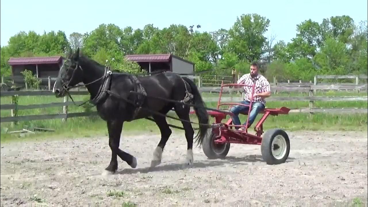 ***sold Cole- Percheron X Rides/Drives Beginner safe - YouTube