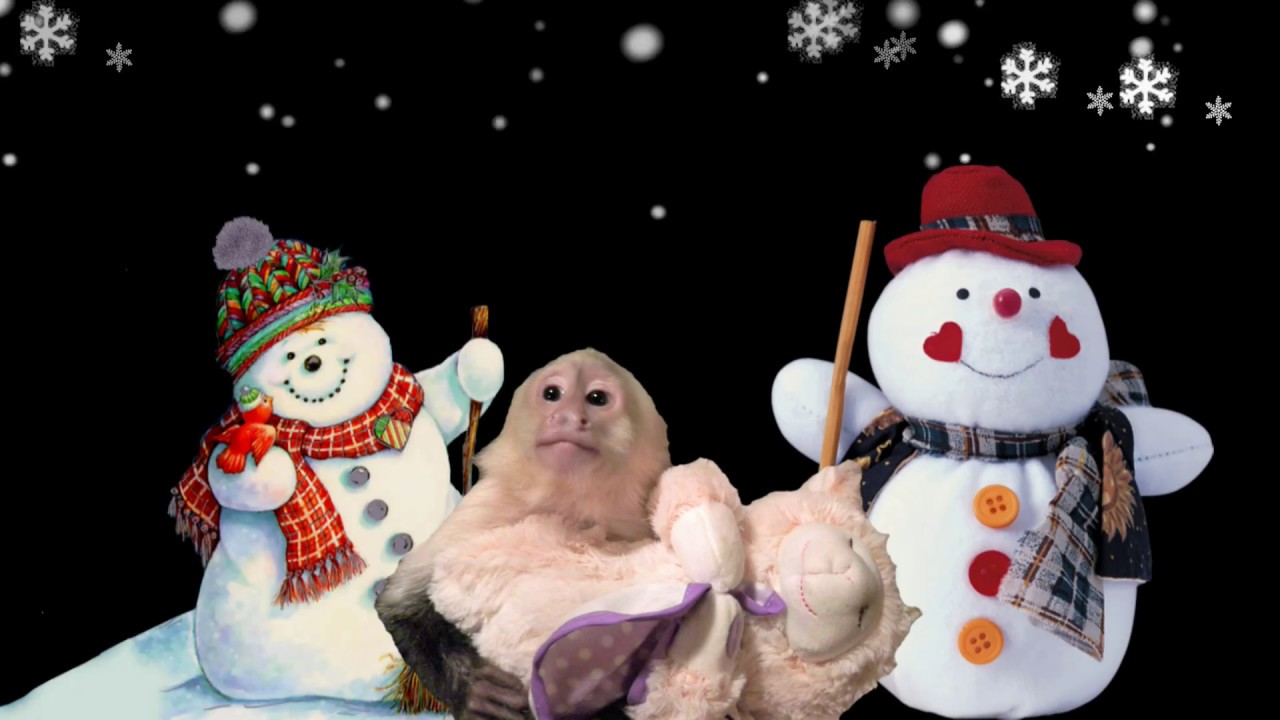 Snow Day at Home with Capuchin Monkey Lillian Louise LL (#133) - YouTube