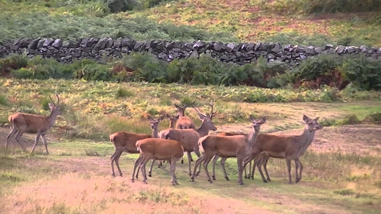 A Herd Of Red Deer At Bradgate Country Park - YouTube