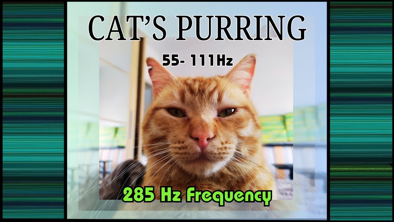 Healing Cat's Purring with 285 Hz Frequency | Soothing Sounds for ...