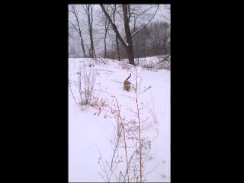 Java playing in the snow - YouTube