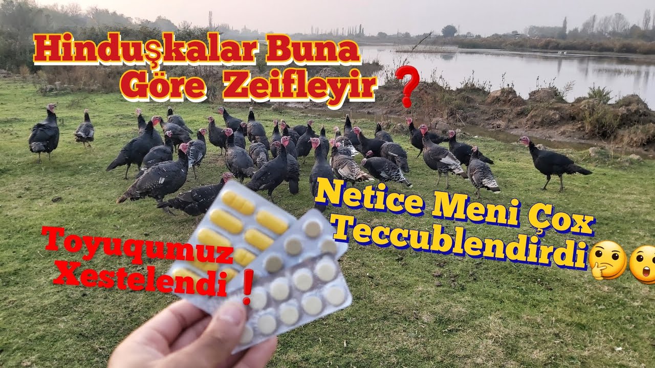 Hinduşkalara Qurd Dermani Verdik / Toyuqmuz Xestelendi🥲 - YouTube