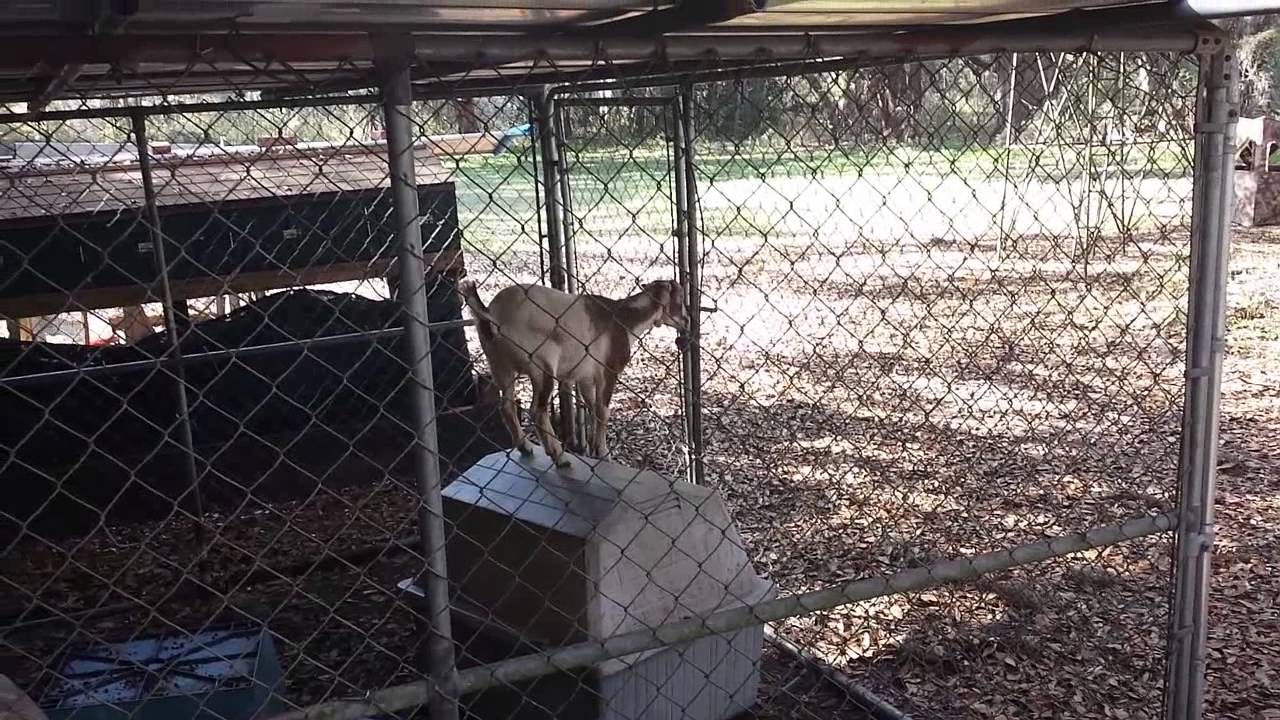escape from goat jail - YouTube