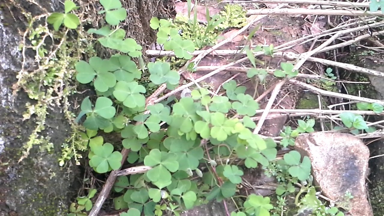 Ambul ambiliya..ඇඹුල් ඇඹිලිය ශාකය ස්පෝටනයෙන් බීජ ව්‍යාප්ත වන කුඩා ...