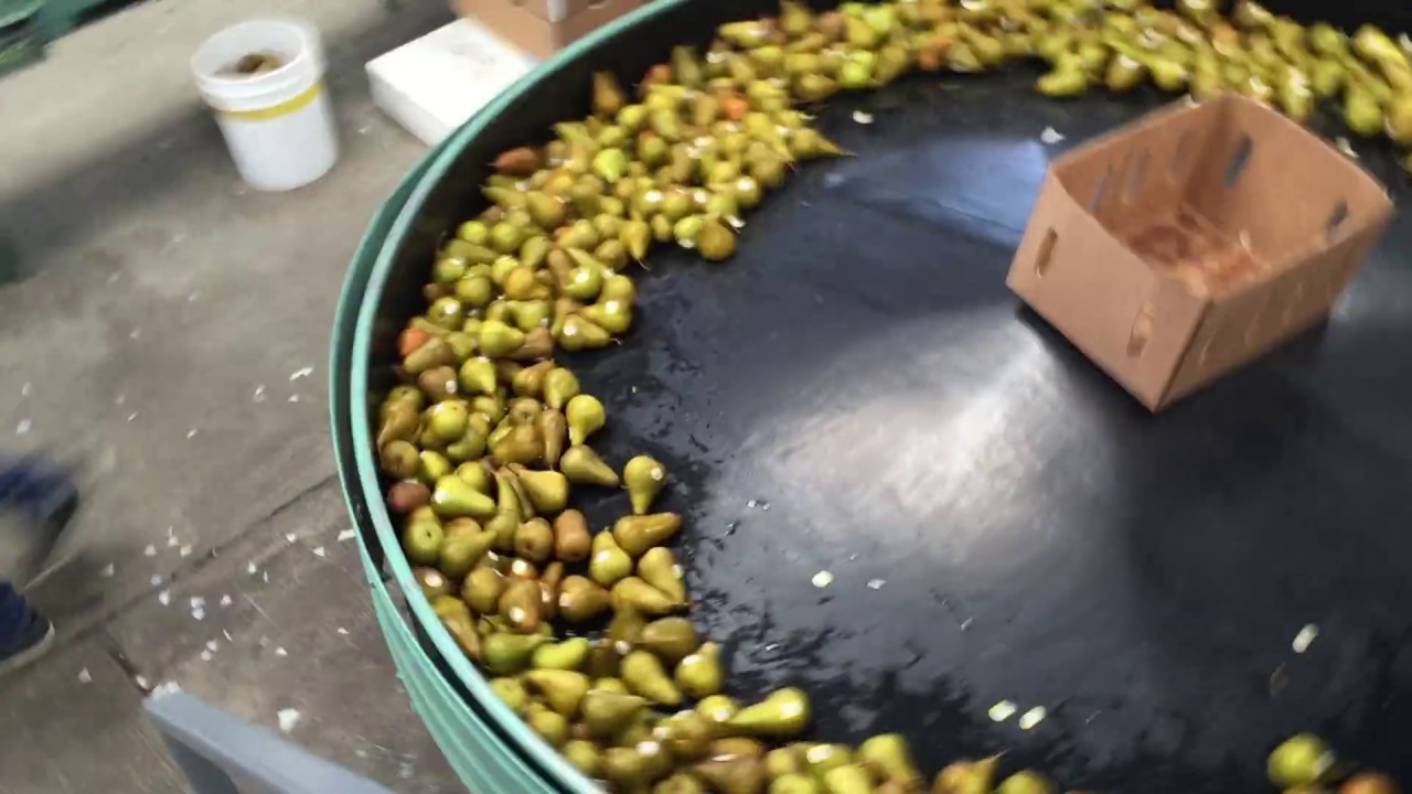 Tour of a Pear Packing Shed - YouTube
