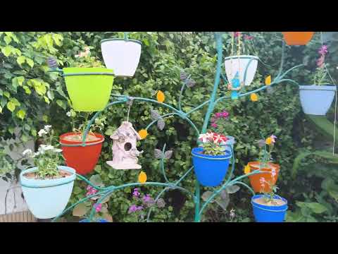 BTS#Ragini's garden and Bonsai's #Episode 35#Kabhi kabhi yu hi #momo ki mastii#funny#nature#flower🌳🍀