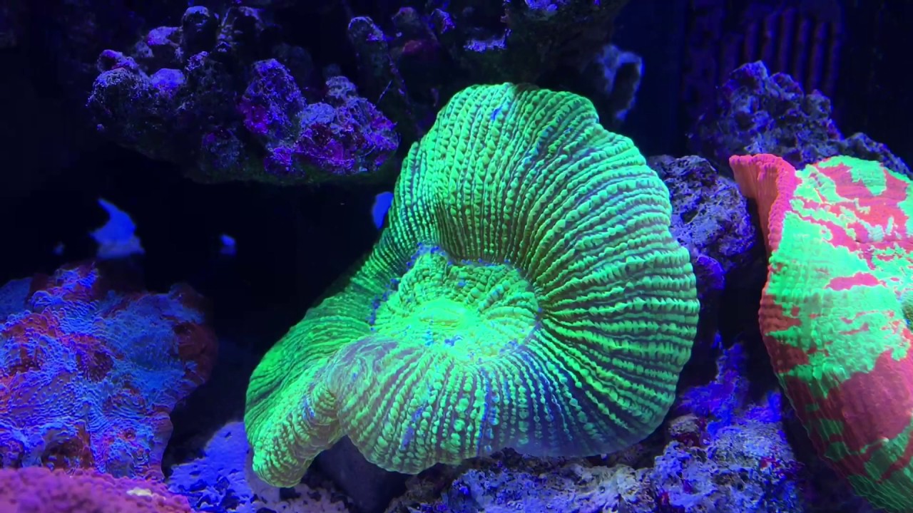ELOS MINI Reef Tank - YouTube