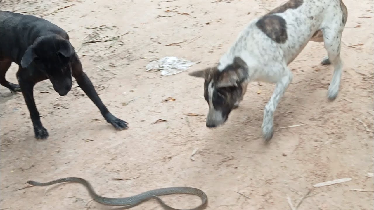 Braving snake - Visited pets dogs 🐕🐕‍🦺 - YouTube