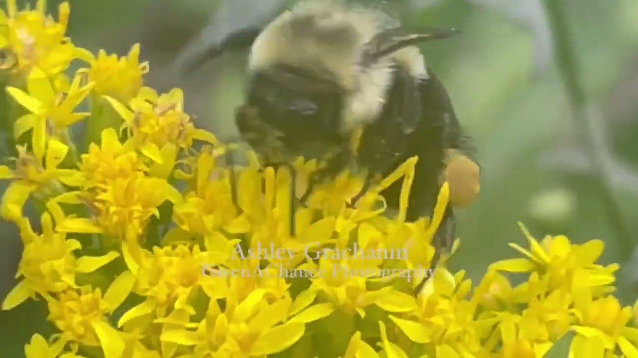 Bumble Bee: Close Up 2 - YouTube