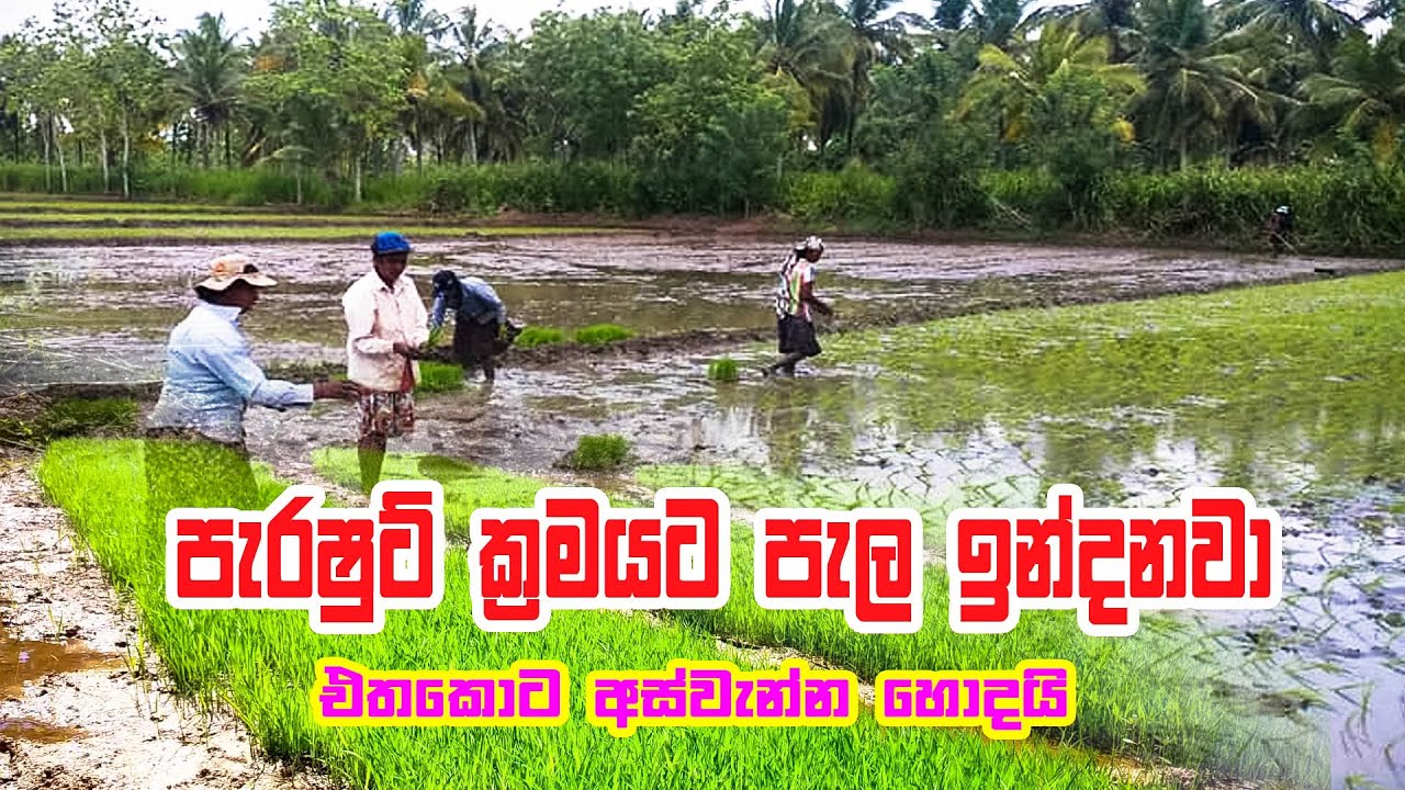 Puran kuburu aswaddamu | Sri Lankawe | පුරන් කුබුරු අස්වැද්දුම ...