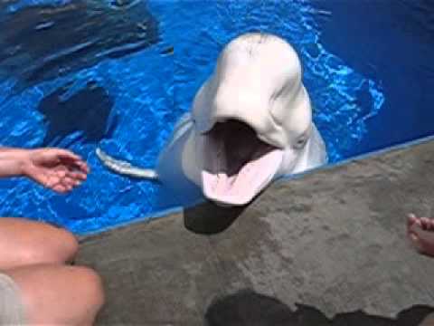 Person And Beluga Whale