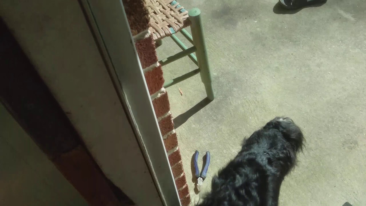 My two dogs series - YouTube