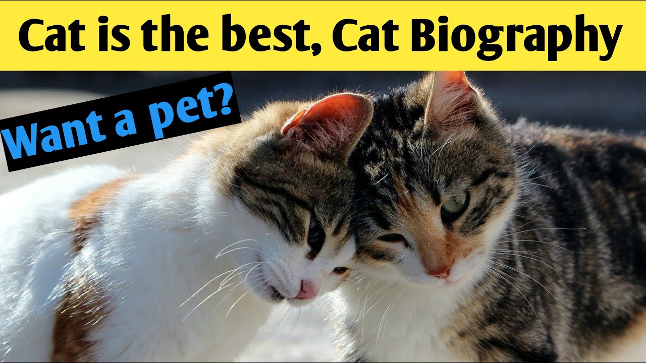 Want a pet? cat is the best/ how old cat is? cat biography/ documentary ...