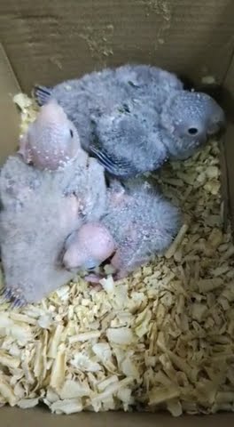 gareen chik cenure chiks #youtubeshorts #shorts #trending # ...