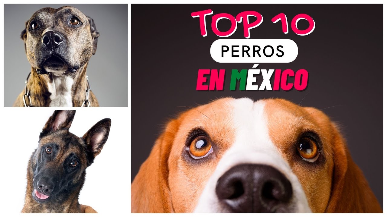 Las 10 razas de perros más populares en México - YouTube