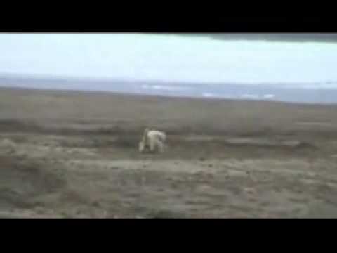 Wolf dominance behavior by David Mech - YouTube