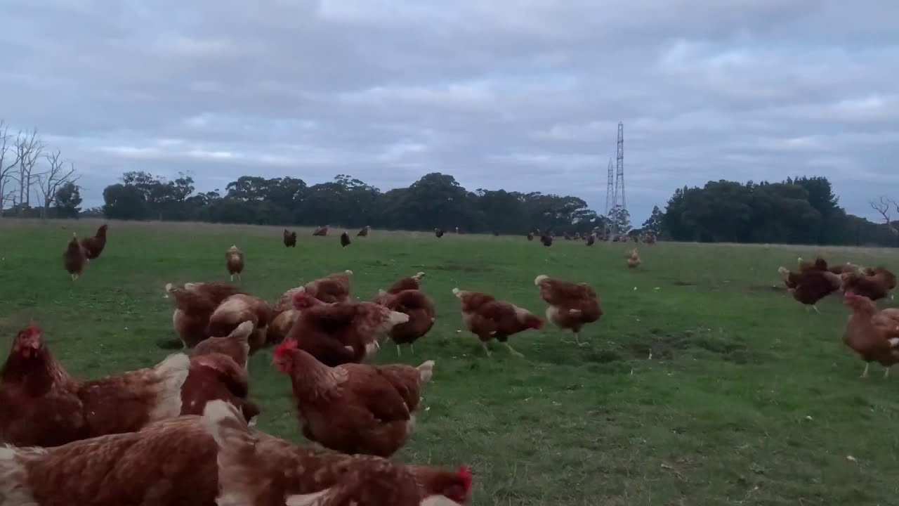 Time Lapse of Chickens Roaming on Pasture - YouTube