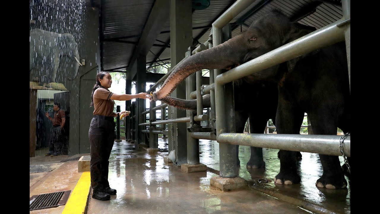 First female elephant keeper at the Singapore Zoo - YouTube