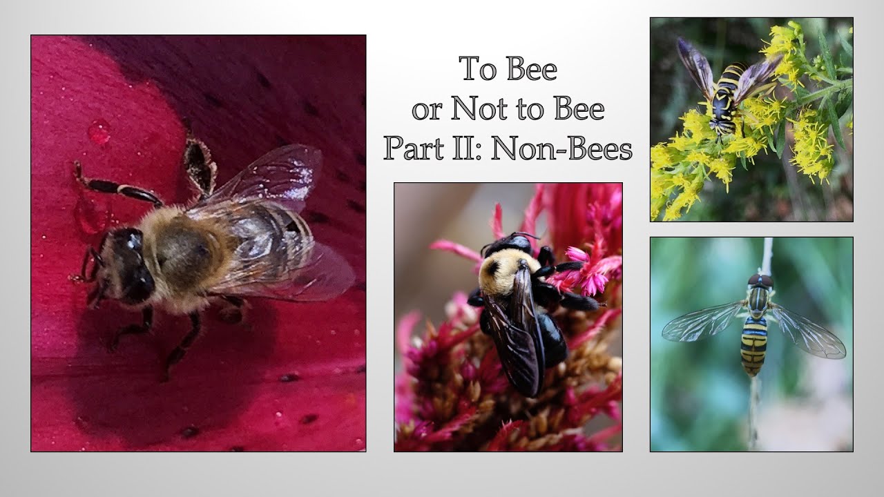 To Bee or Not to Bee Part II: Non-Bees - YouTube