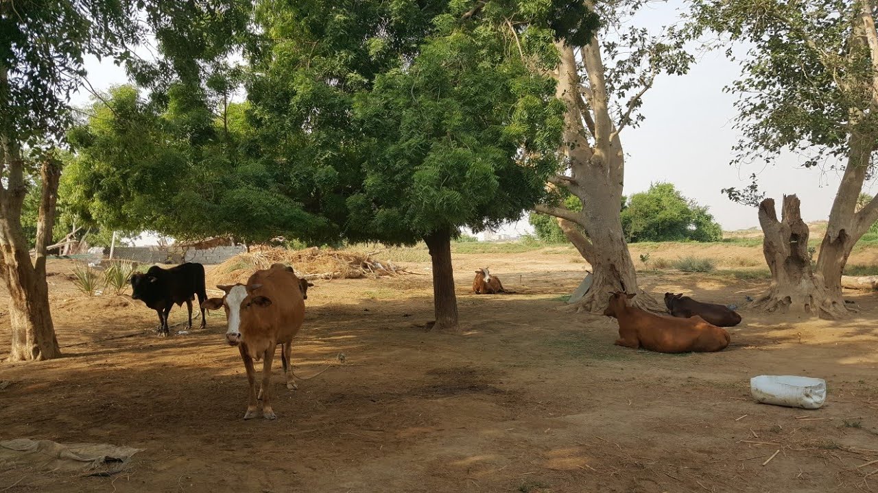 Dairy farm in Saudi Arabia || Cow Farming || Village Life in Saudi ...