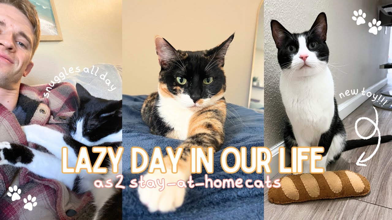 lazy day in our life (as two stay at home cats) - YouTube