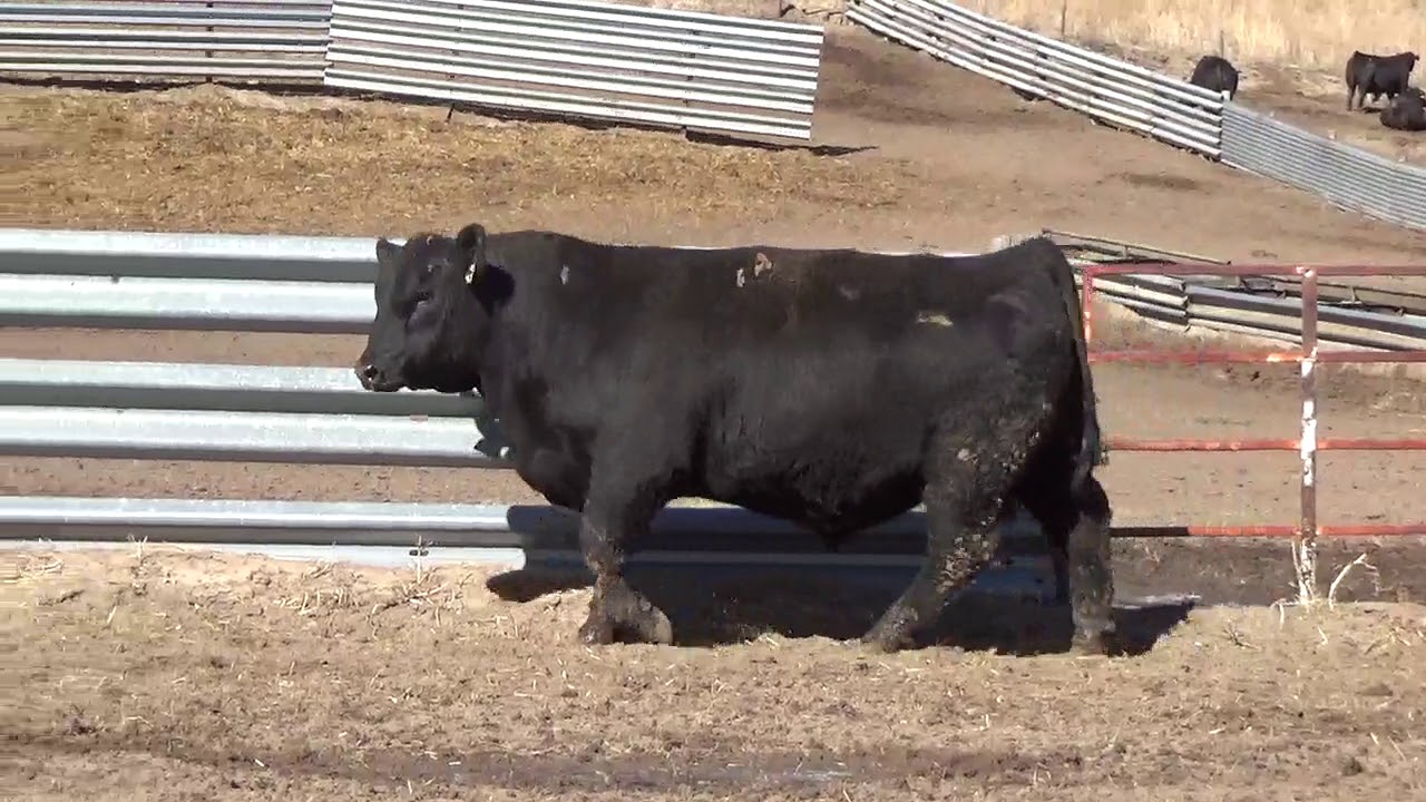 Connealy Angus Ranch Lot 305 - YouTube