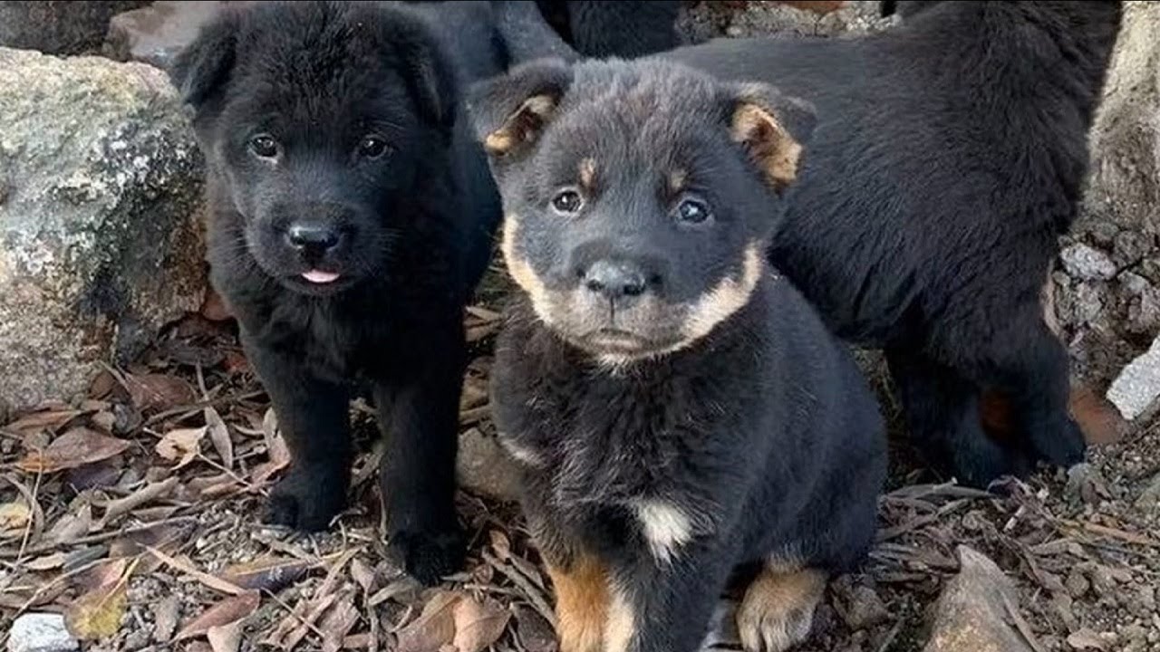 Heart Touching Moments Poor Puppy Rescue, Abandoned Dog Heartwarming ...