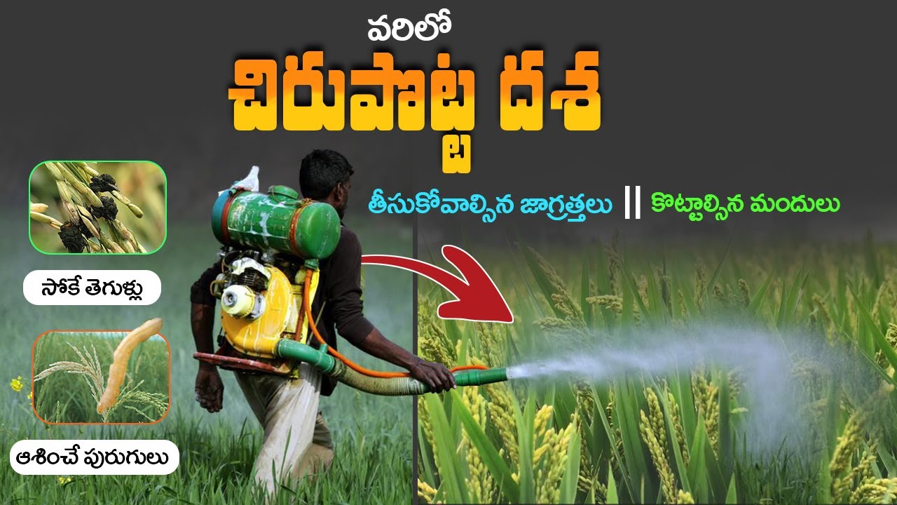 Varilo Potta Dasha | Paddy Pests and Diseases Management Explained in ...