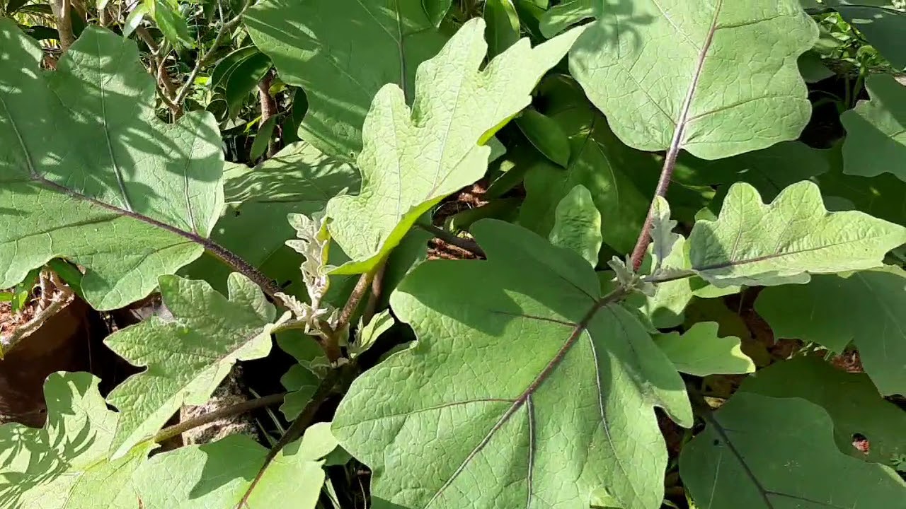Kathirikkai plants - YouTube