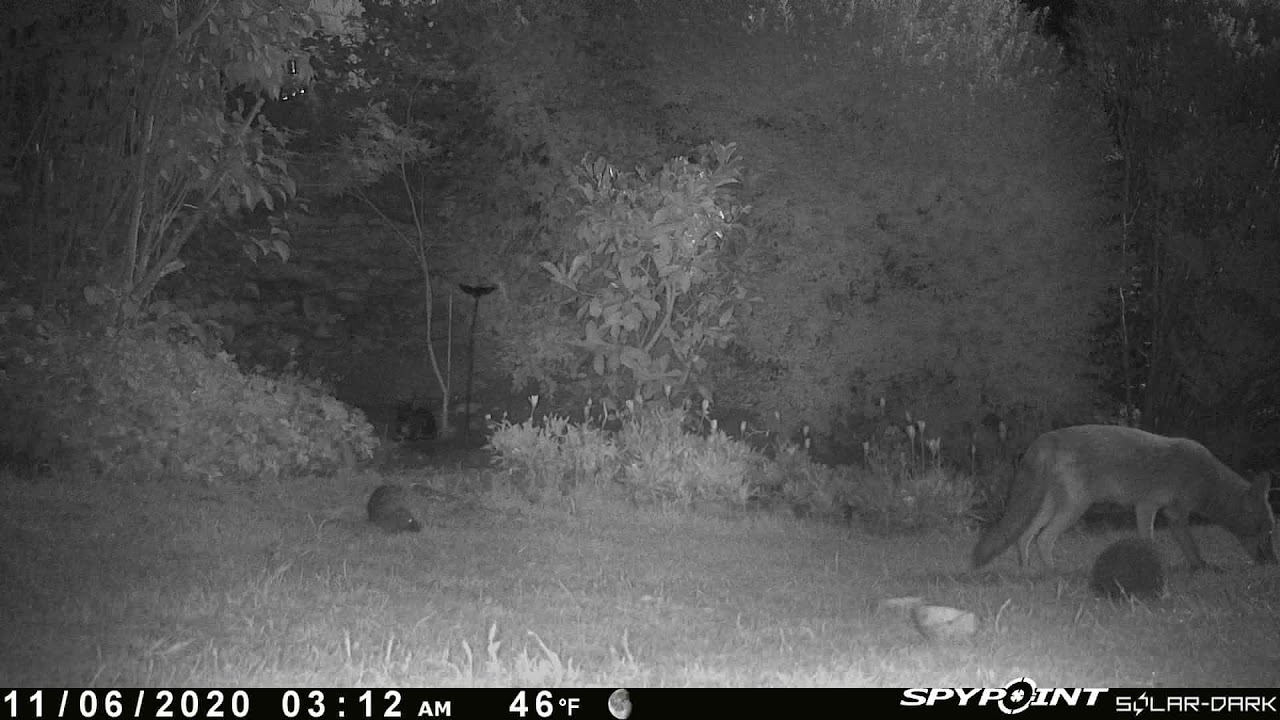 Fox and 2 hogs 11 June - YouTube