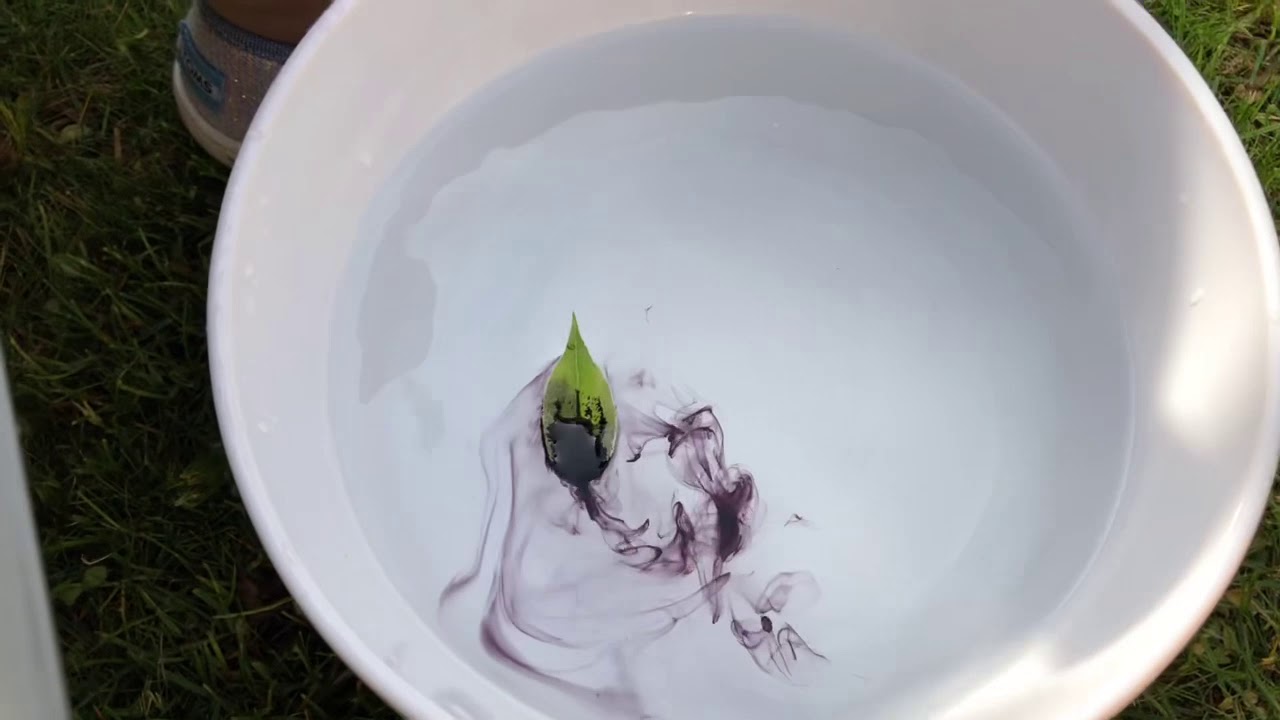 Ink and leaf experiment - YouTube