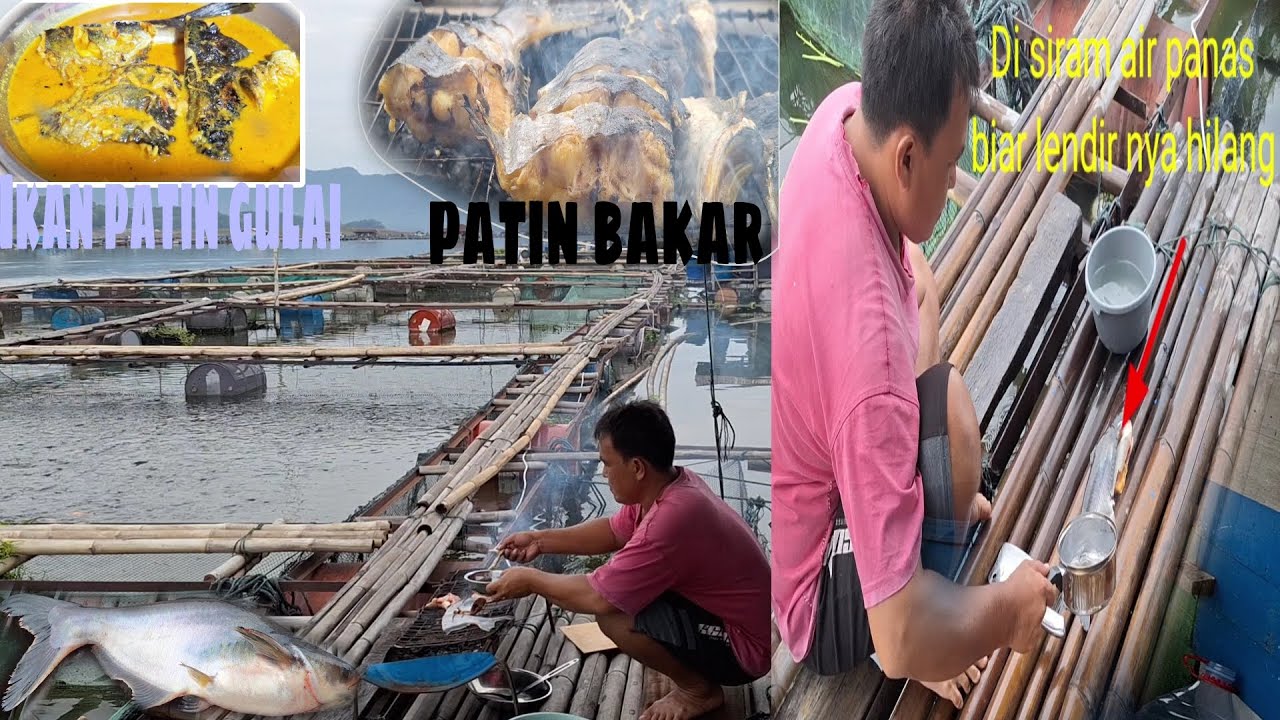 Bakar Ikan Patin. Di Kolam Jaring Apung Waduk Jatiluhur. Di Masak Gulai ...