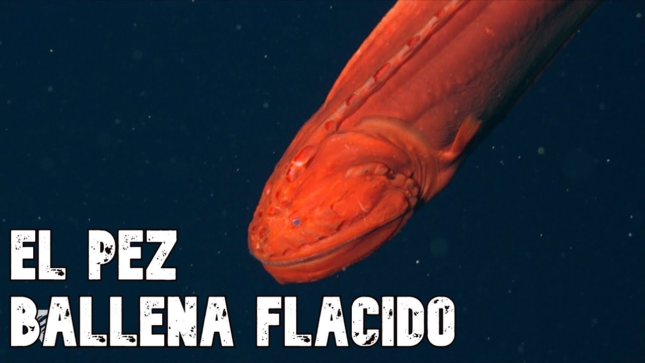 El pez ballena flácido. "la ballena abisal". (Cetomimidae) - YouTube