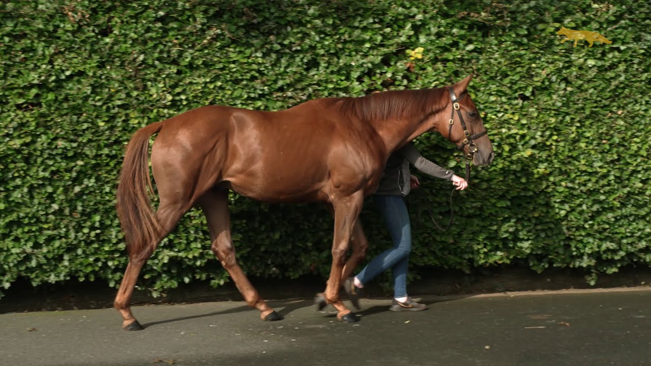 Clare Manning feature for Tattersalls Ireland - YouTube